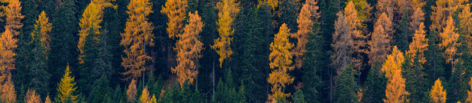 Think Forestry : riforestazione e preservazione del capitale naturale ...