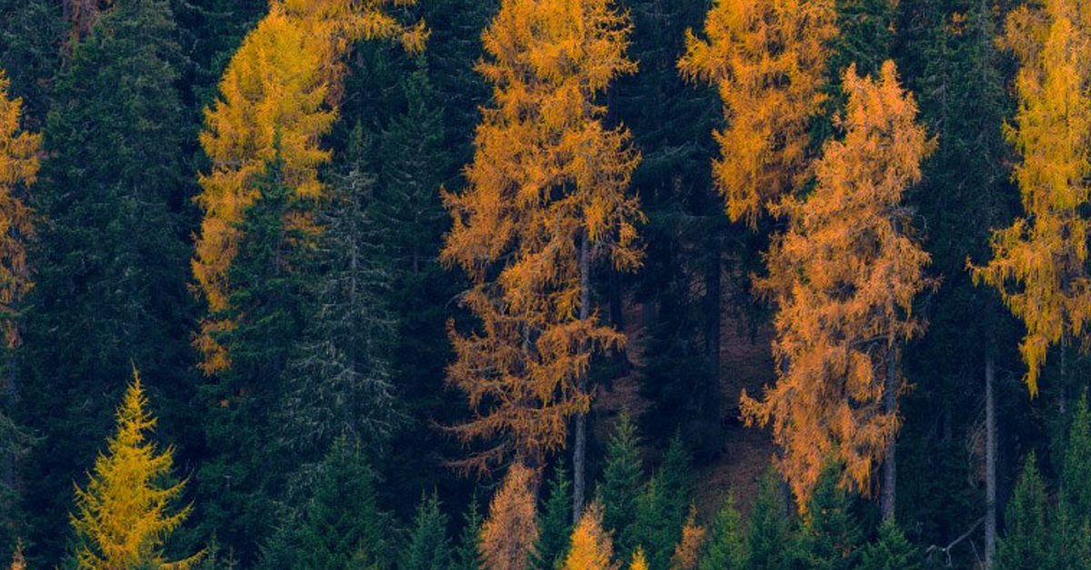 Think Forestry : riforestazione e preservazione del capitale naturale ...